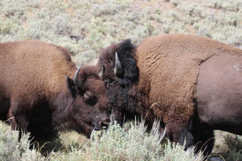A Beginner's Guide to Yellowstone National Park - Shan Departing Gate J20