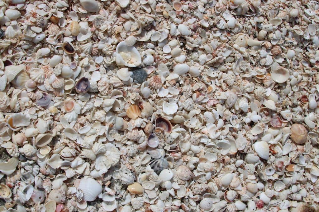 12 Things to Do in Cape Coral and Fort Myers in 2025 - Shan Departing ...