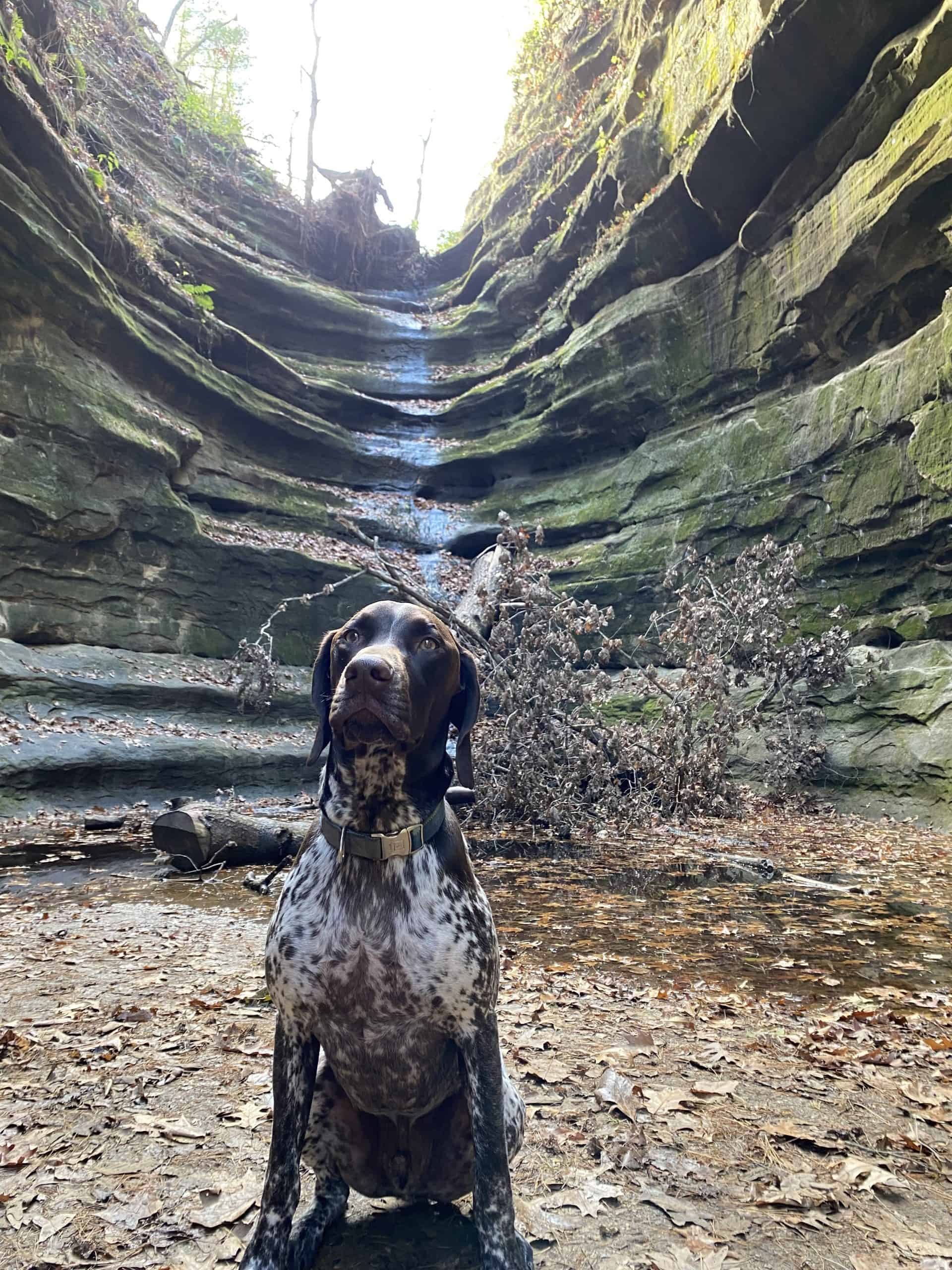 Dog-Friendly Guide to Starved Rock - Shan Departing Gate J20